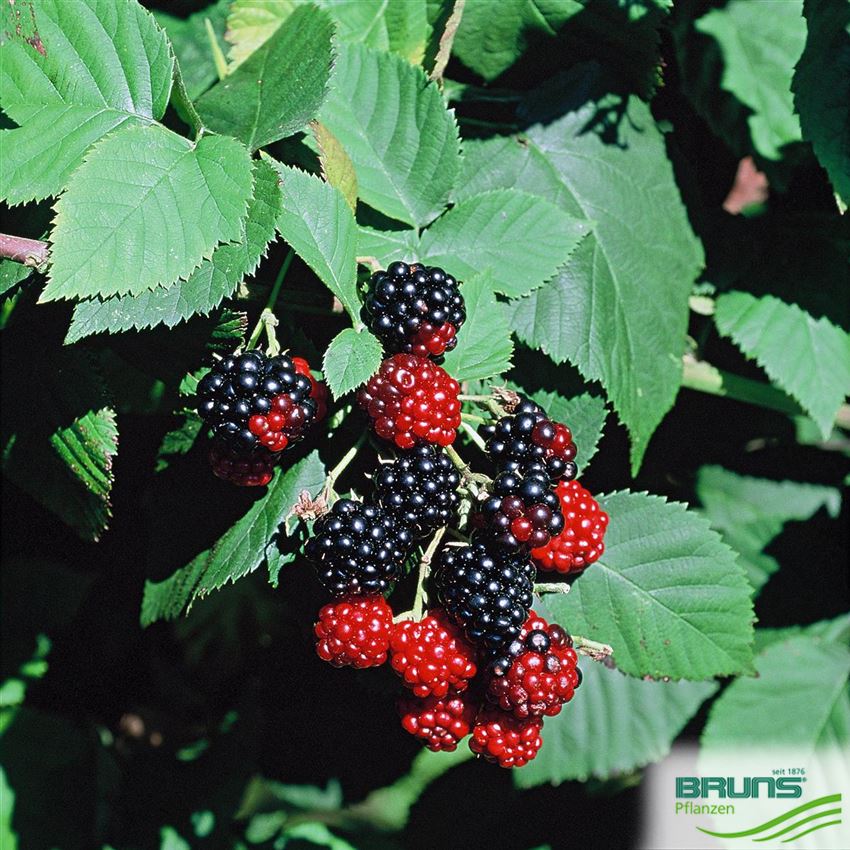 Rubus fruticosus, Common blackberry, bramble von Bruns Pflanzen