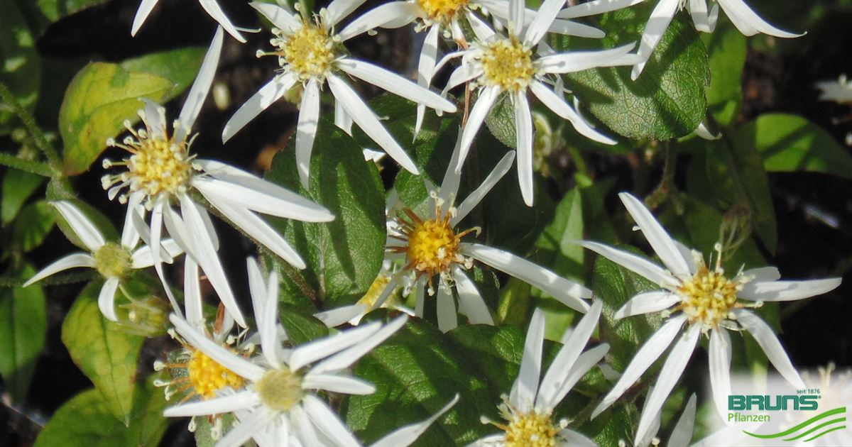 Aster divaricatus, White Wood Aster von Bruns Pflanzen
