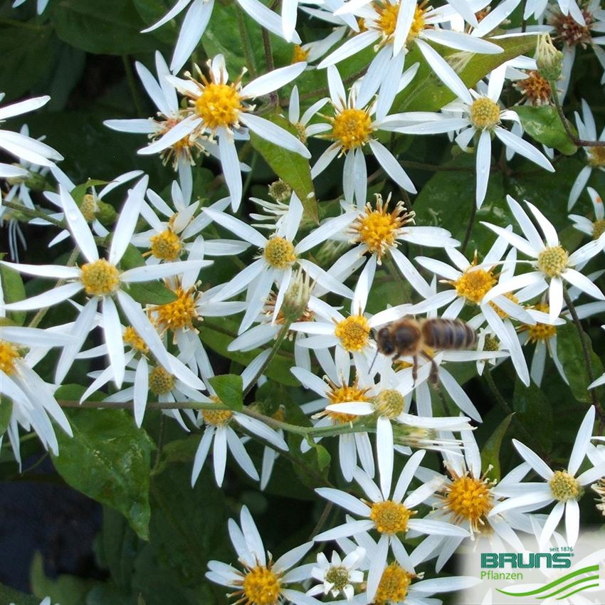 Aster divaricatus, White Wood Aster von Bruns Pflanzen