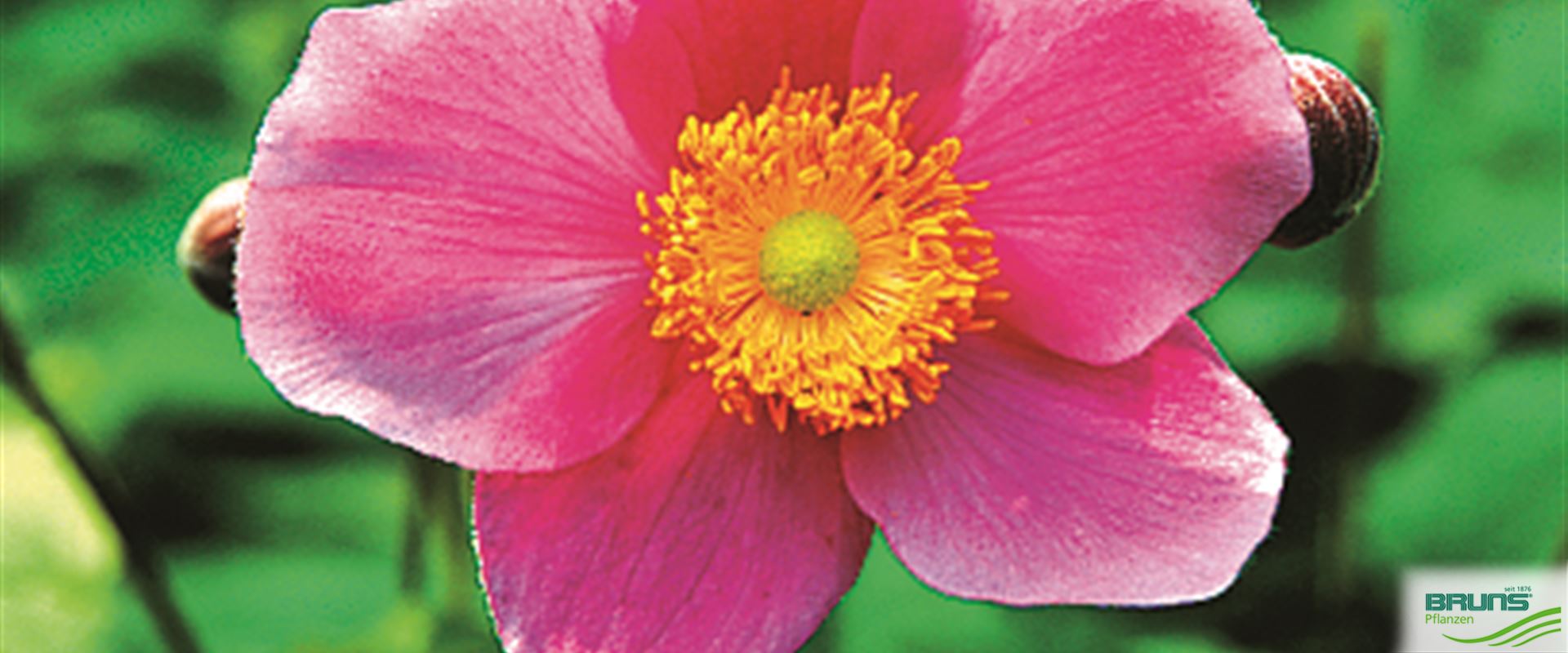 Anemone hupehensis 'Praecox' von Bruns Pflanzen