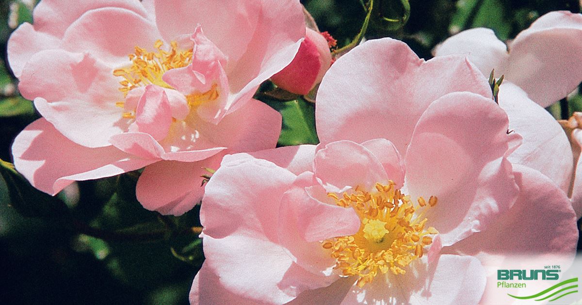 Strauchrose 'Windrose' (R) von Bruns Pflanzen