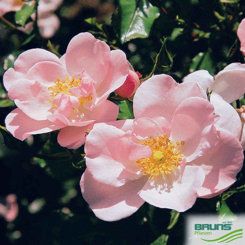 Strauchrose 'Windrose' (R) von Bruns Pflanzen
