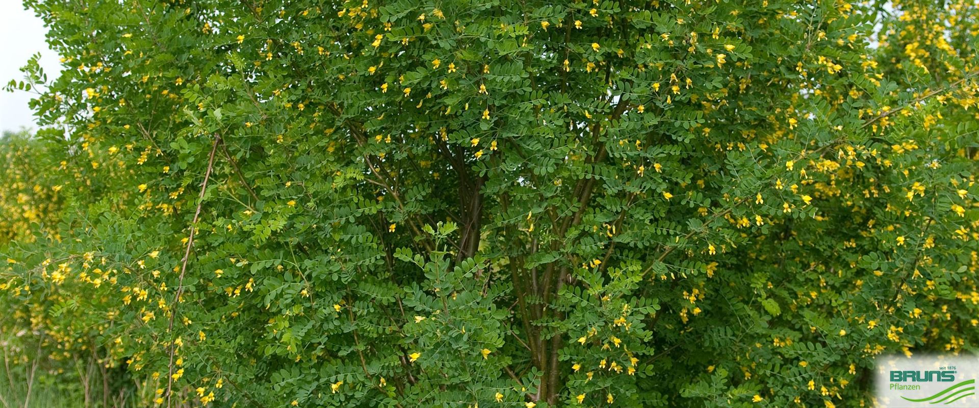 Caragana arborescens von Bruns Pflanzen