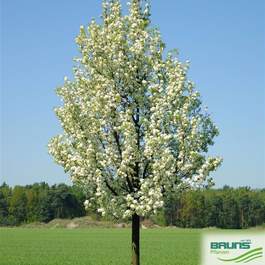 Pyrus calleryana 'Chanticleer', Chinesische Wild-Birne von Bruns Pflanzen