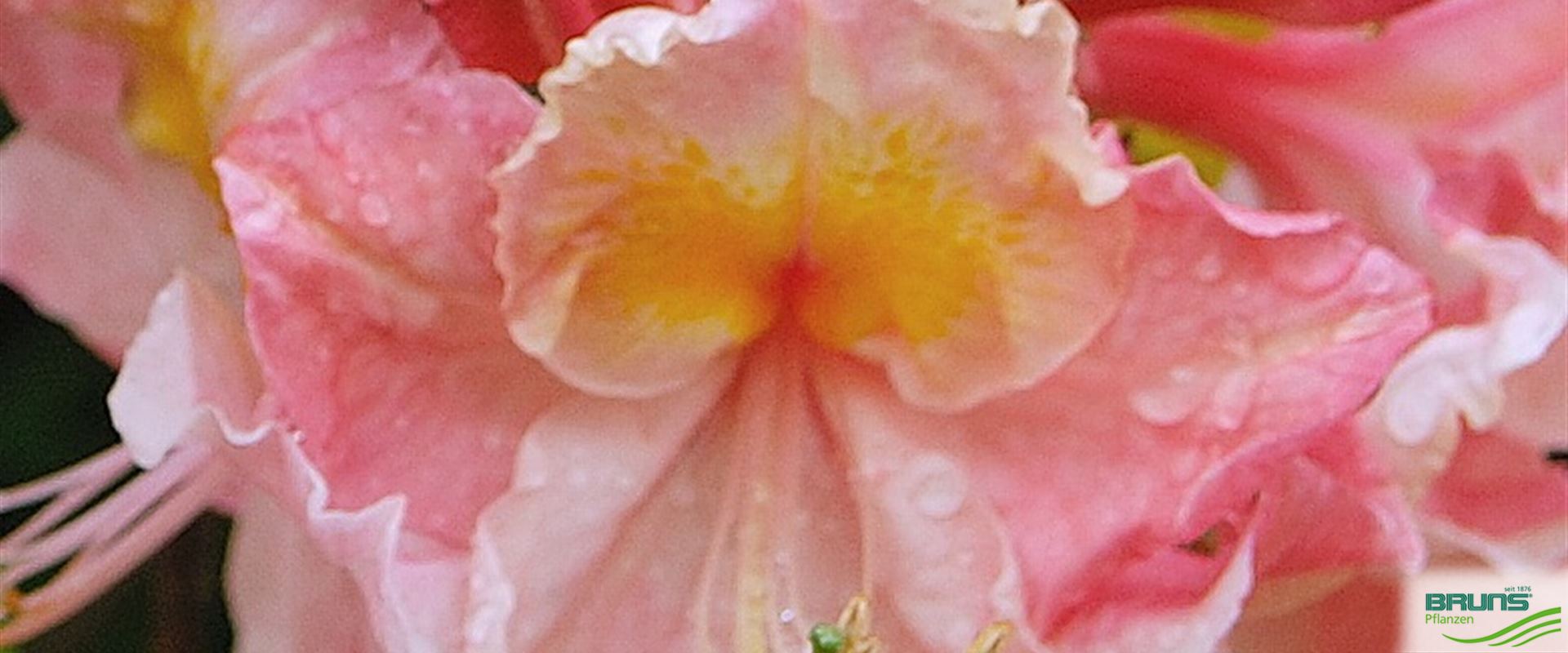 Azalea Knap-Hill 'Berryrose' von Bruns Pflanzen