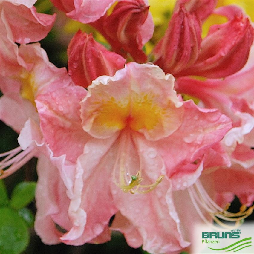 Azalea Knap-Hill 'Berryrose' von Bruns Pflanzen