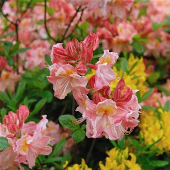 Azalea Knap-Hill 'Berryrose' von Bruns Pflanzen