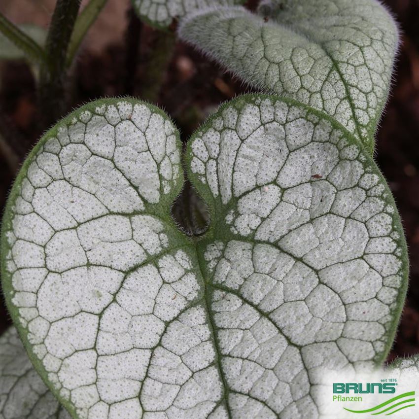 Brunnera macrophylla 'Jack Frost' von Bruns Pflanzen
