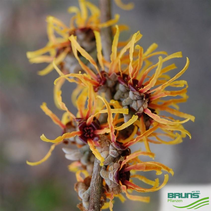 Hamamelis intermedia 'Arnold Promise' von Bruns Pflanzen