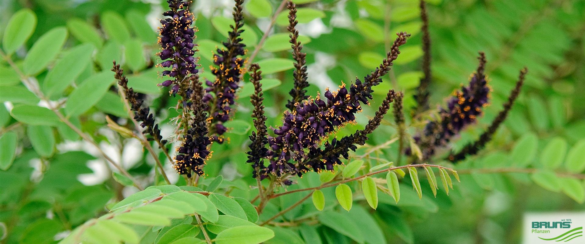 Amorpha fruticosa, Bastardindigo von Bruns Pflanzen