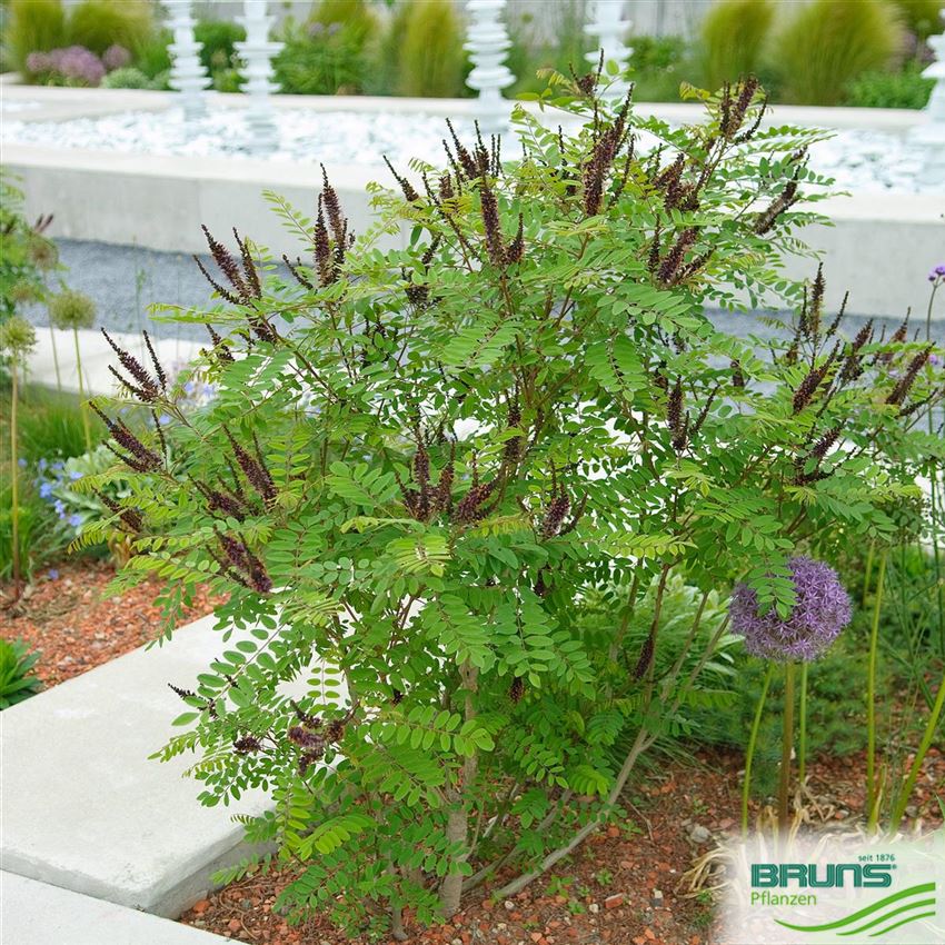 Amorpha fruticosa, Bastardindigo von Bruns Pflanzen