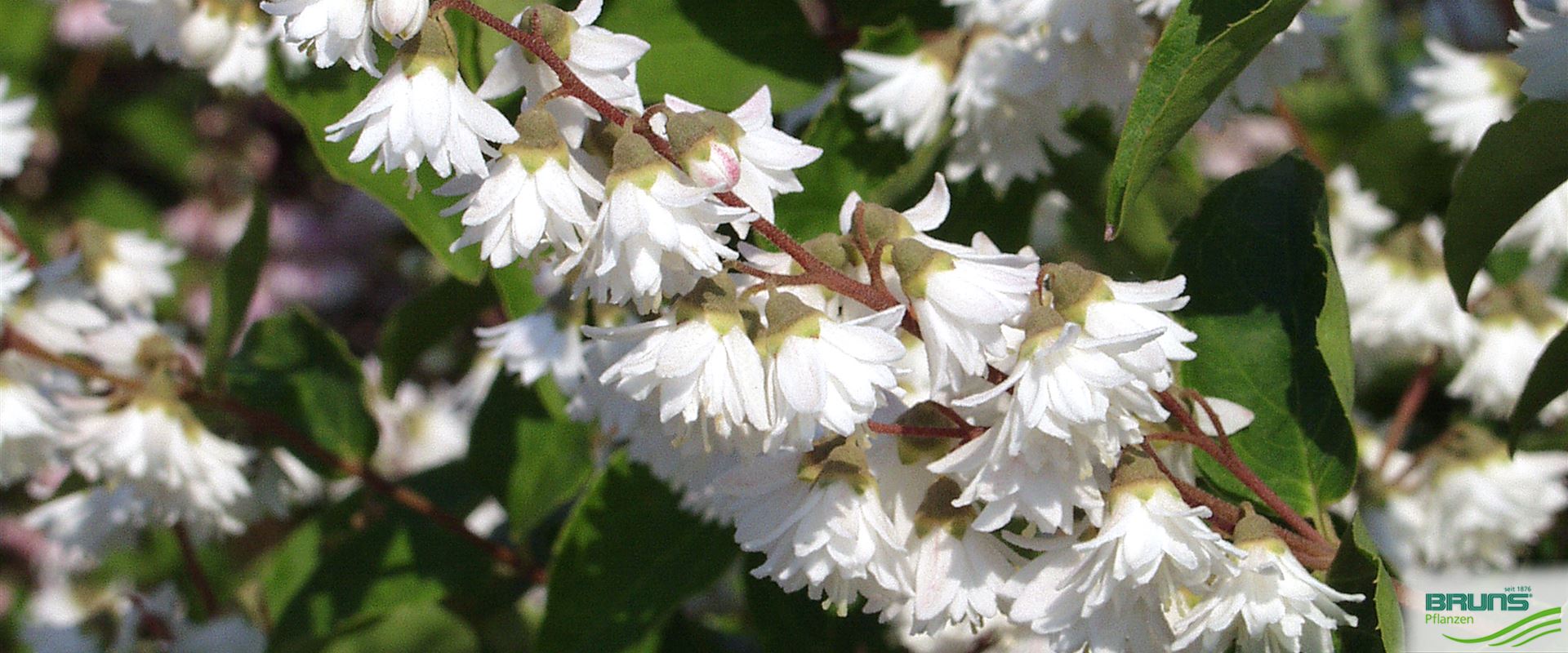 Deutzia scabra 'Candidissima' von Bruns Pflanzen