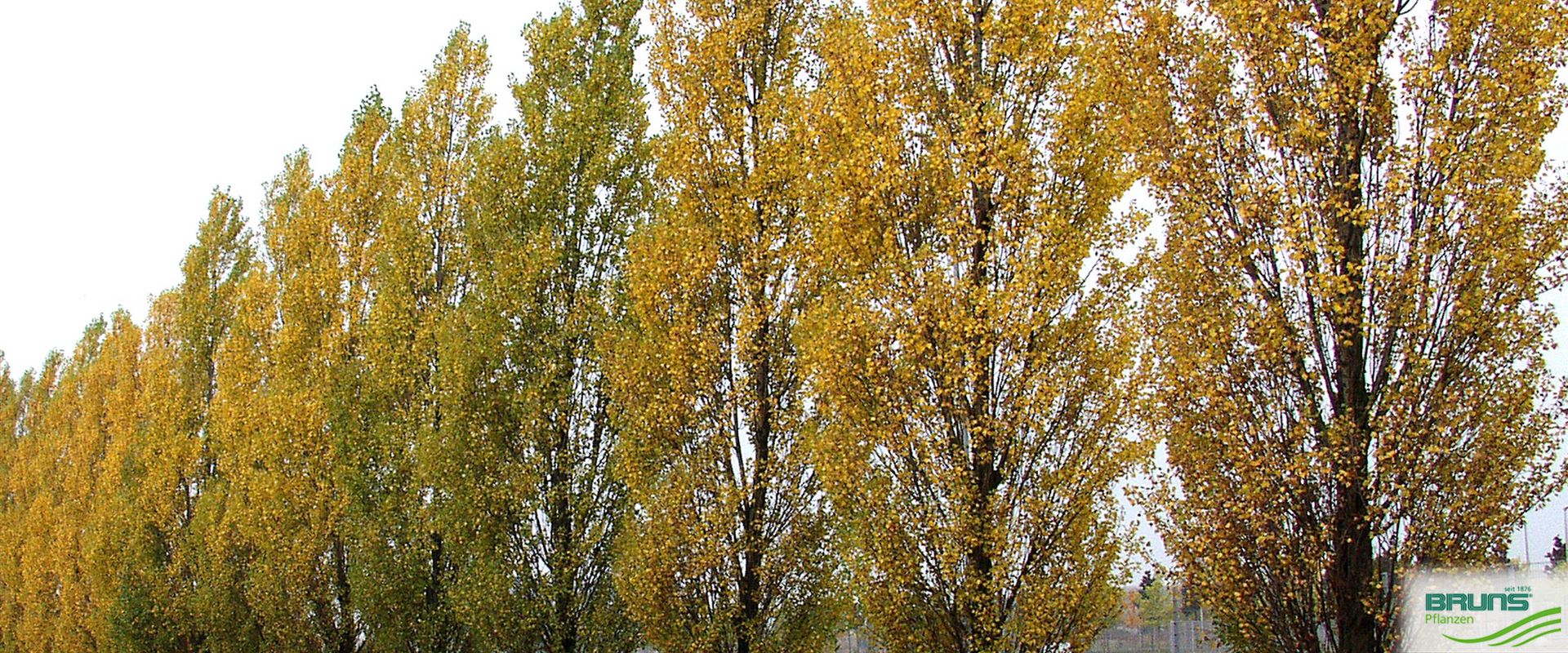 Populus nigra 'Italica', Pyramiden-Pappel, Säulen-Pappel von Bruns Pflanzen