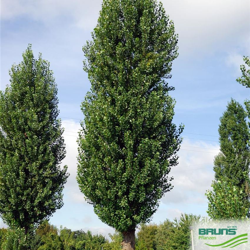 Populus nigra 'Italica', Pyramiden-Pappel, Säulen-Pappel von Bruns Pflanzen