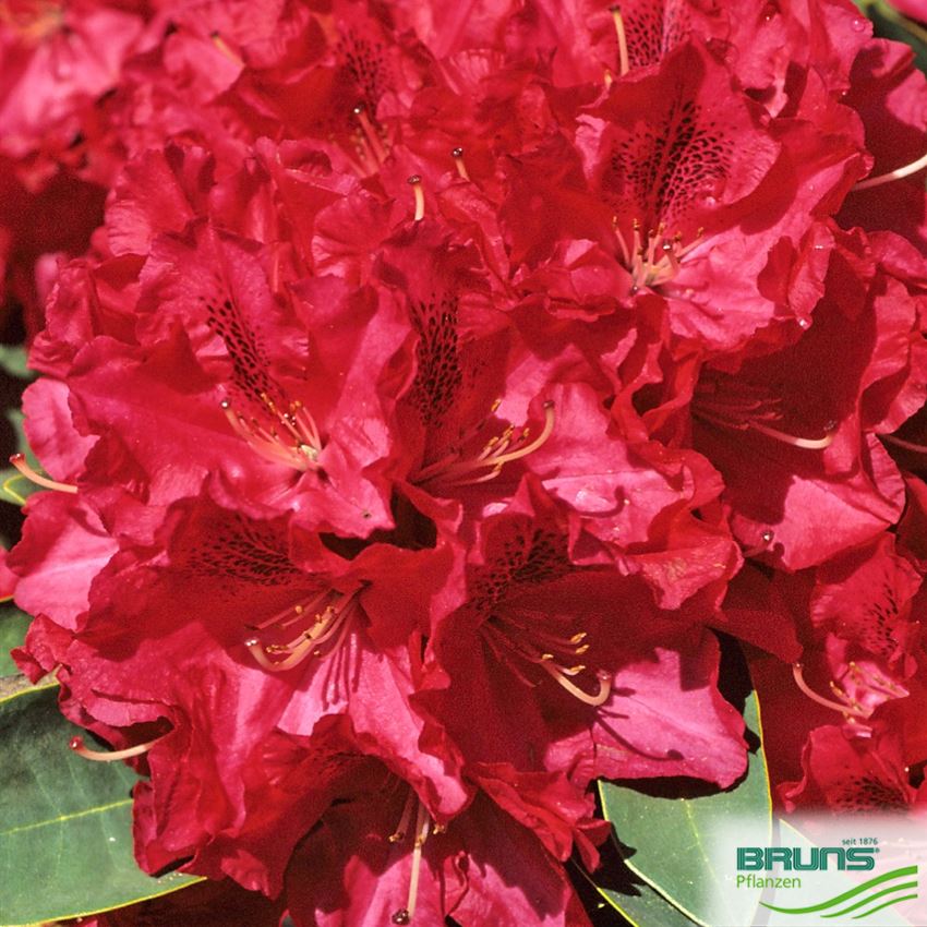 Rhododendron 'Wilgen's Ruby' von Bruns Pflanzen