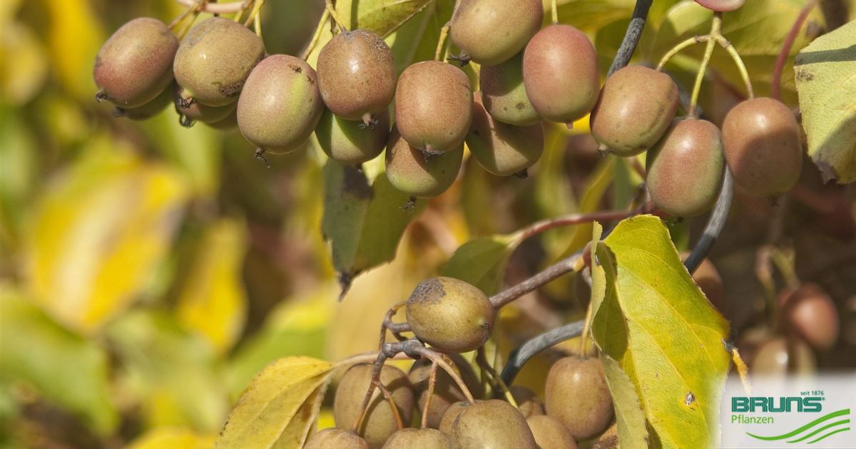 Actinidia arguta, Tara vine von Bruns Pflanzen