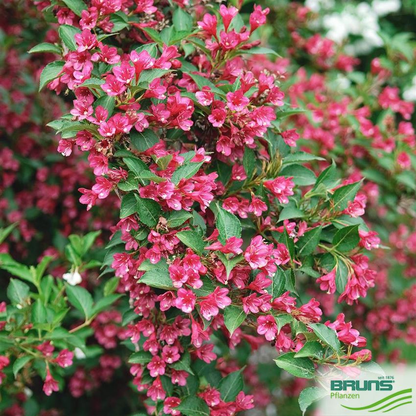 Weigela 'Eva Rathke' von Bruns Pflanzen