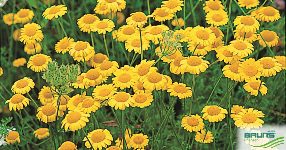 Anthemis tinctoria, Yellow Chamomile von Bruns Pflanzen