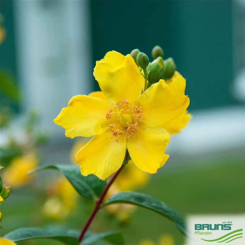 Hypericum 'Hidcote' von Bruns Pflanzen