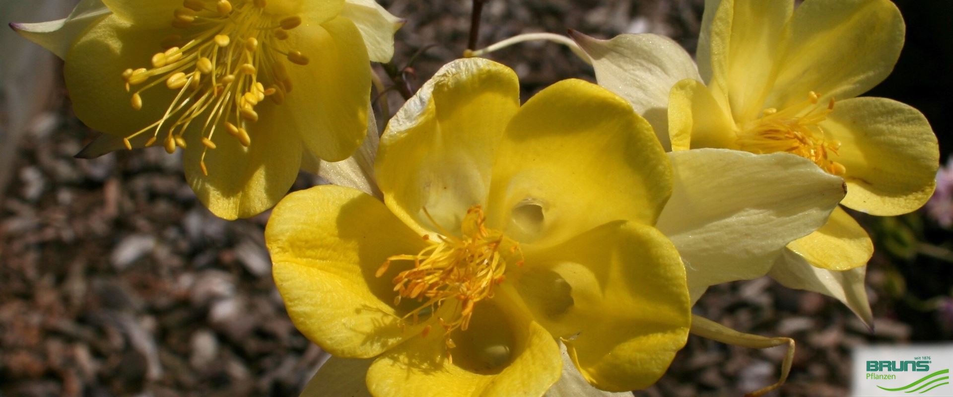 Aquilegia chrysantha 'Yellow Queen' von Bruns Pflanzen