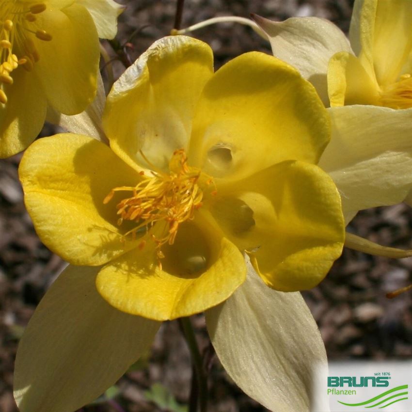 Aquilegia chrysantha 'Yellow Queen' von Bruns Pflanzen