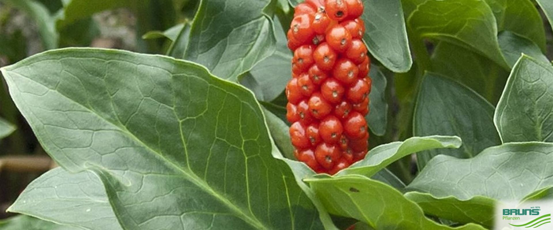 Arum italicum, Italian Arum von Bruns Pflanzen