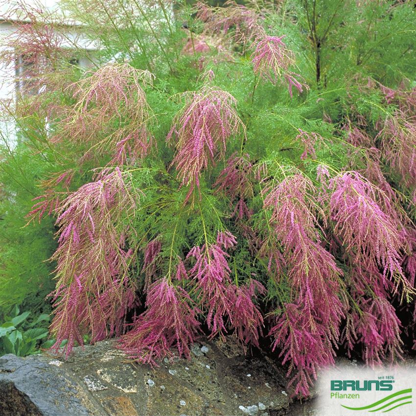 Tamarix ramosissima 'Rubra' von Bruns Pflanzen