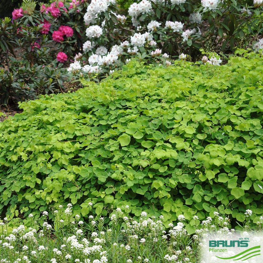 Vancouveria hexandra von Bruns Pflanzen