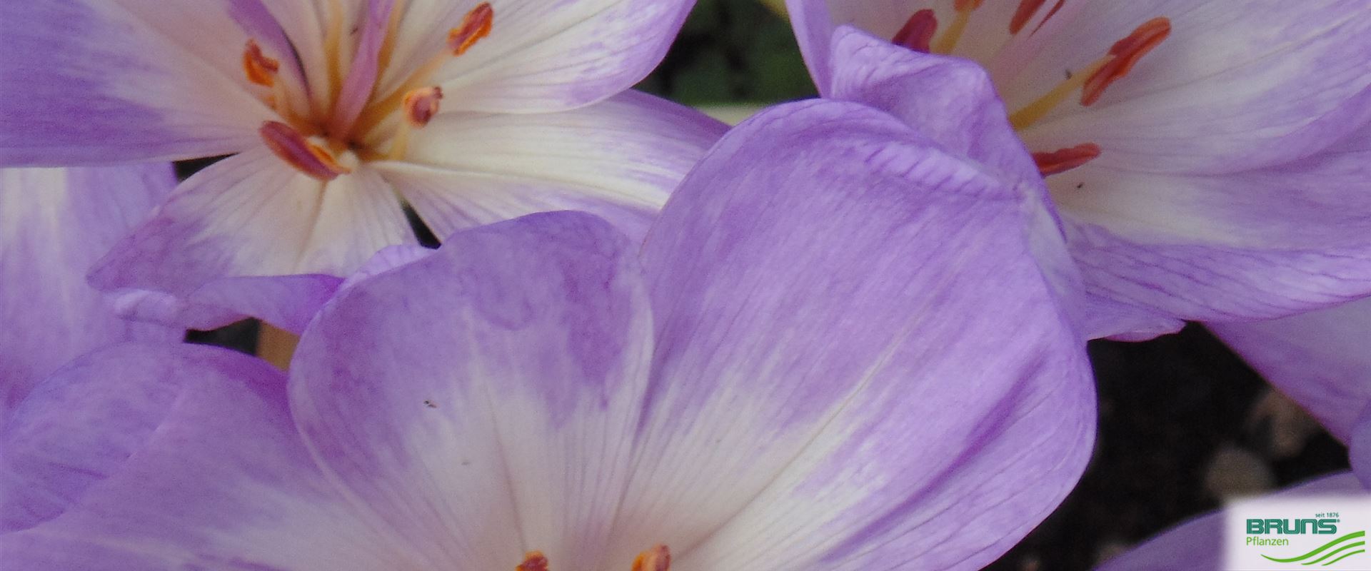 Colchicum 'The Giant' von Bruns Pflanzen