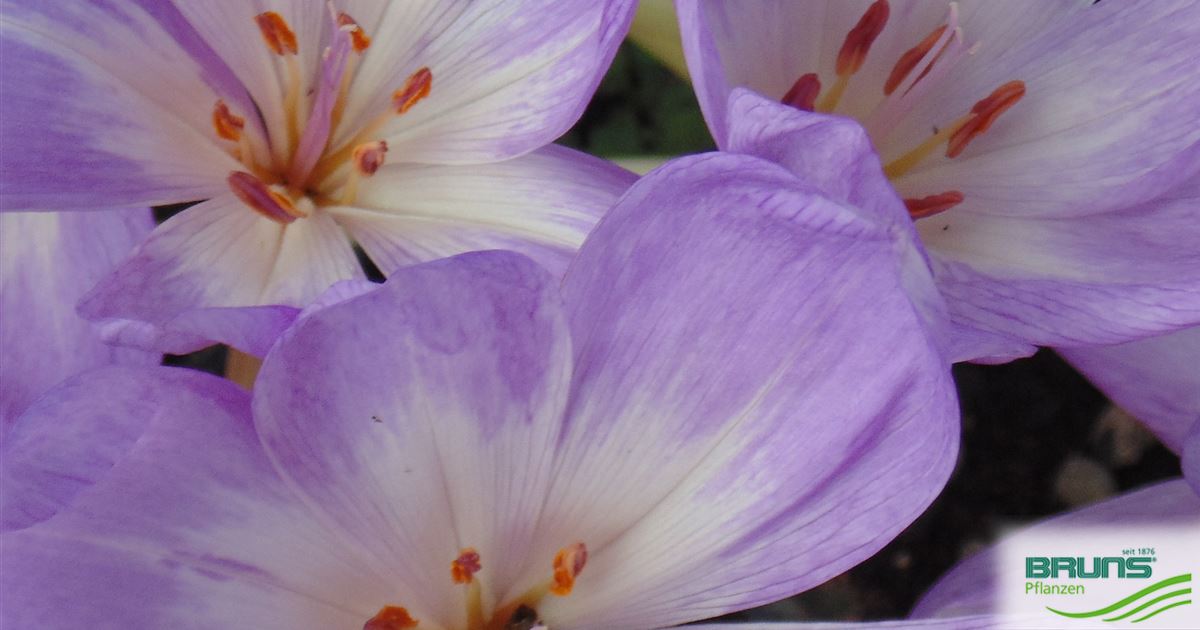 Colchicum 'The Giant' von Bruns Pflanzen