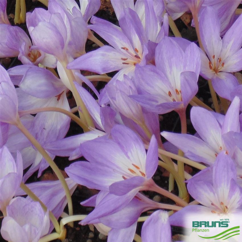 Colchicum 'The Giant' von Bruns Pflanzen