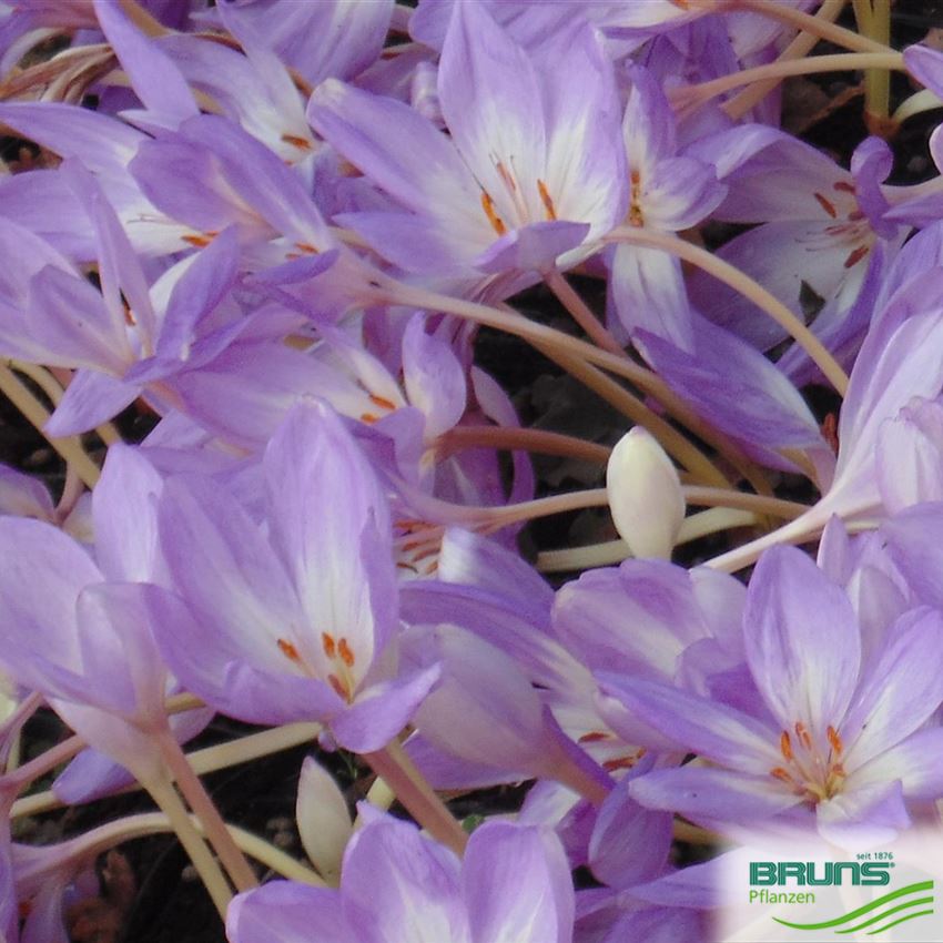 Colchicum 'The Giant' von Bruns Pflanzen