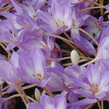 Colchicum 'The Giant' von Bruns Pflanzen