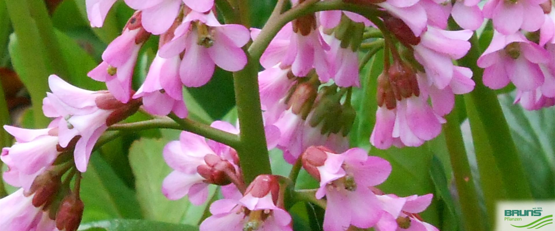 Bergenia 'Oeschberg' von Bruns Pflanzen