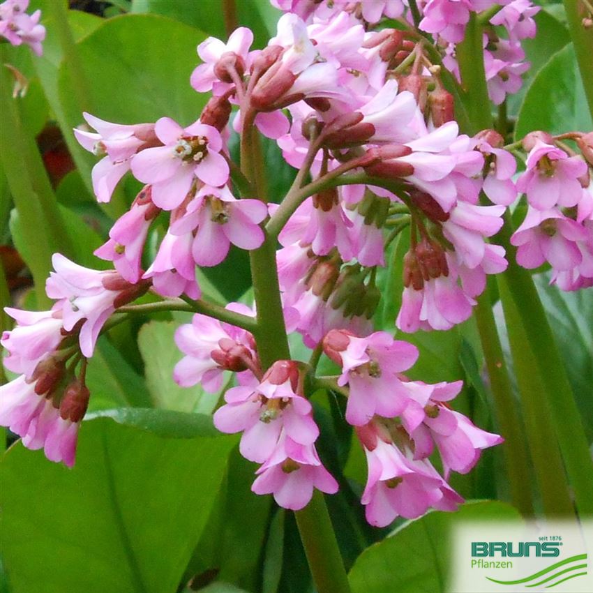Bergenia 'Oeschberg' von Bruns Pflanzen