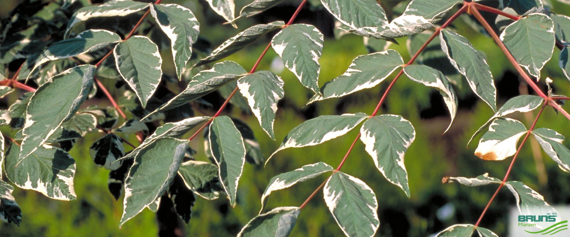 Aralia elata 'Variegata' von Bruns Pflanzen