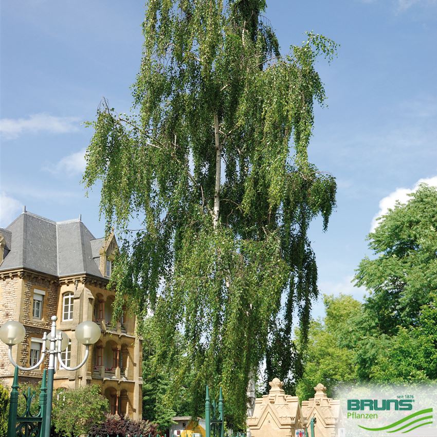Betula pendula 'Tristis', Weeping birch von Bruns Pflanzen