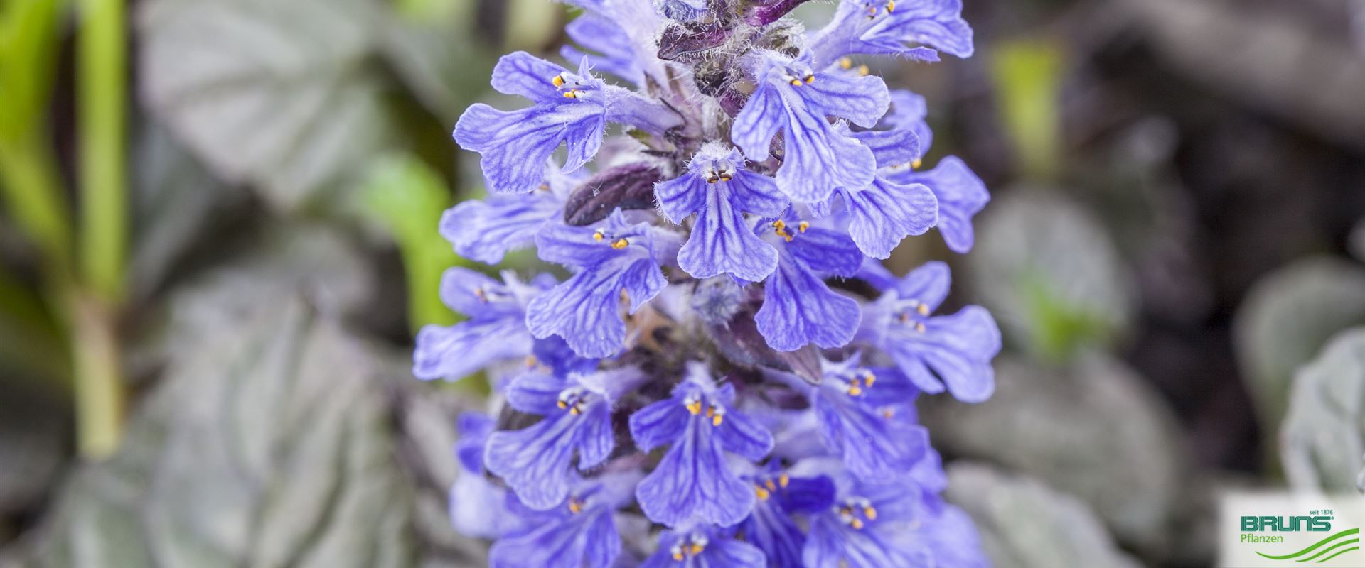 Ajuga reptans 'Braunherz' von Bruns Pflanzen