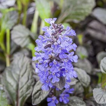 Ajuga reptans 'Braunherz' von Bruns Pflanzen
