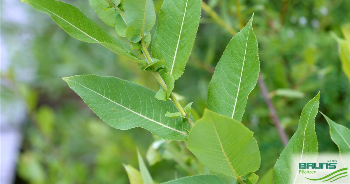 Salix balsamifera 'Mas', Balsam willow von Bruns Pflanzen