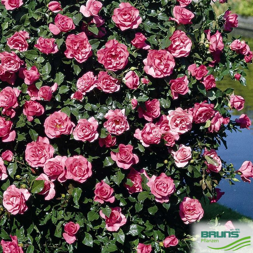 Strauchrose 'Romanze' (R) von Bruns Pflanzen
