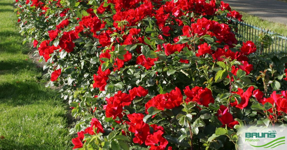 Strauchrose 'Robusta' (R) von Bruns Pflanzen