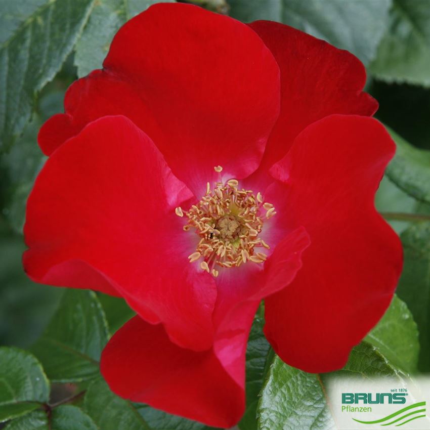 Strauchrose 'Robusta' (R) von Bruns Pflanzen