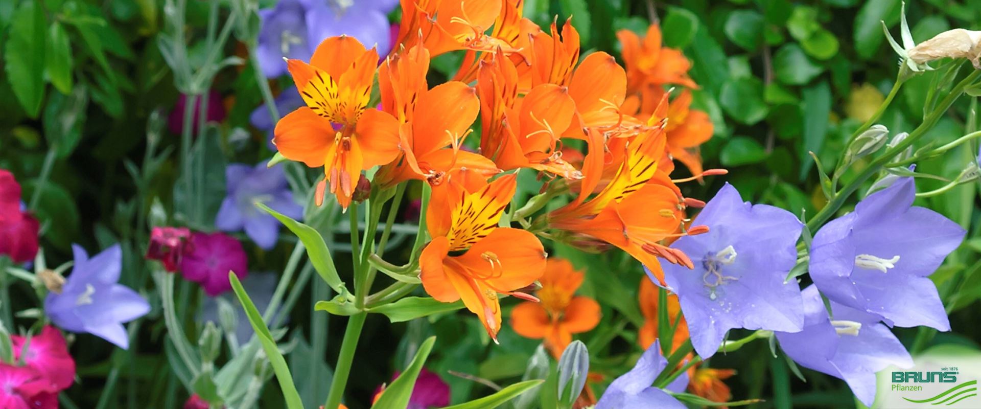 Alstroemeria aurantiaca 'Orange King' von Bruns Pflanzen