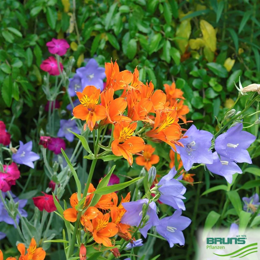 Alstroemeria aurantiaca 'Orange King' von Bruns Pflanzen
