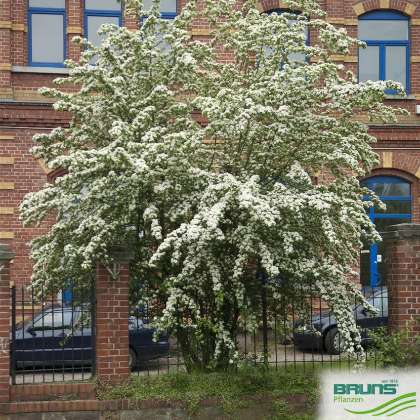 Crataegus laevigata, Hawthorn, may von Bruns Pflanzen