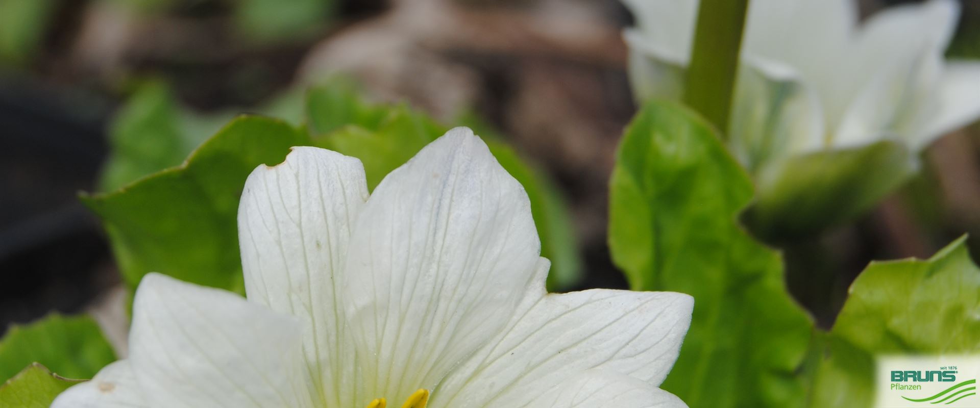 Caltha palustris 'Alba' von Bruns Pflanzen
