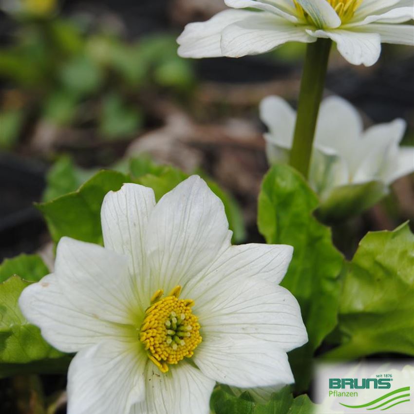 Caltha palustris 'Alba' von Bruns Pflanzen