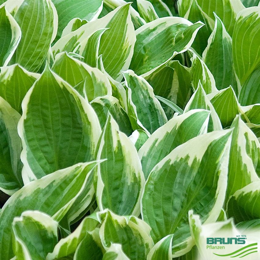 Hosta crispula, Riesen-Weißrand-Funkie von Bruns Pflanzen