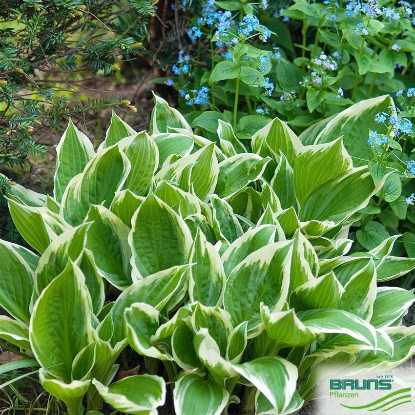 Hosta crispula, Riesen-Weißrand-Funkie von Bruns Pflanzen